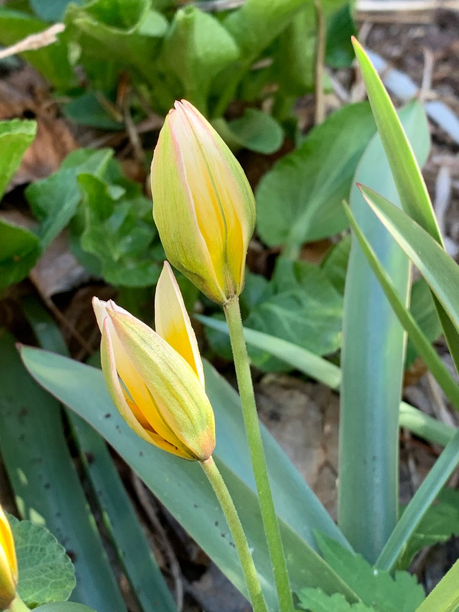 Spring thinking in autumn